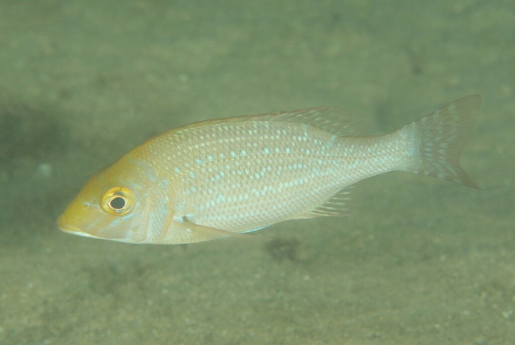 Spangled Emperor from Northern Beaches Council, NSW, Australia on July ...