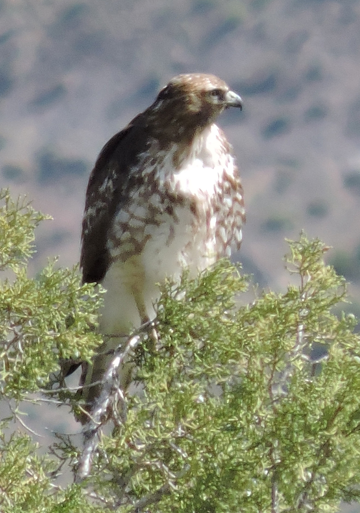 Red-tailed Hawk from McConkie, Uintah County, UT, USA on May 15, 2017 ...