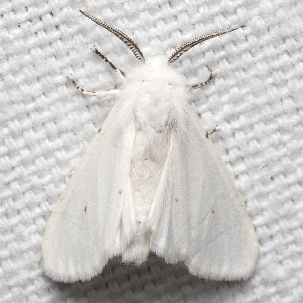 Fall Webworm Moth from 5070 LA-399, Pitkin, LA 70656 on July 24, 2023 ...