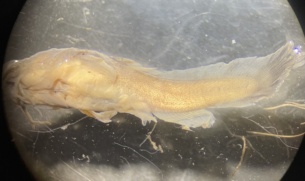 Tadpole Madtom from Orlando International Airport, Orlando, FL, US on ...