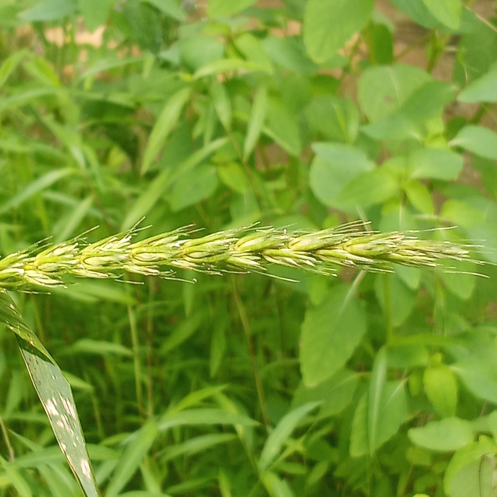 Canada wild rye from New Windsor, MD, USA on July 31, 2023 at 12:43 PM ...