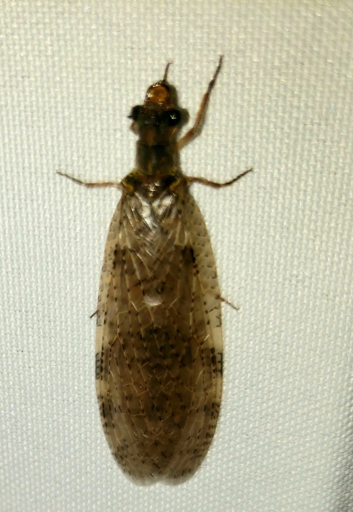 Summer Fishfly from Snow Hill, MD 21863, USA on July 26, 2023 at 11:41 ...