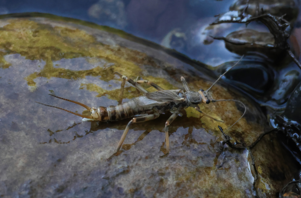 Shortwing Stonefly from Neversink Trail, Gunnison County, CO, USA on July 24, 2023 at 07:21 AM ...