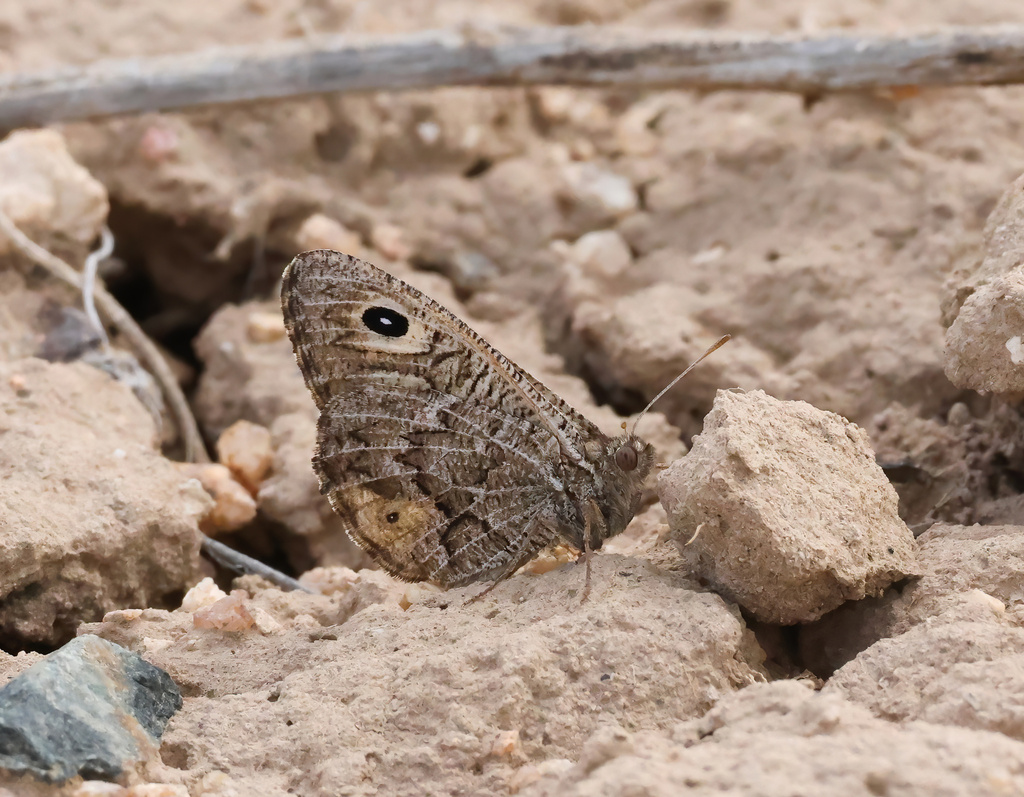 Ridings' Satyr from Hartman Rocks Recreation Area, Gunnison County, CO ...