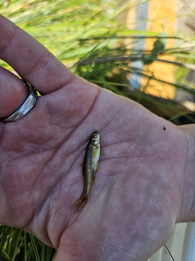 Fathead Minnow from Klamath County, OR, USA on July 31, 2023 at 12:53 ...