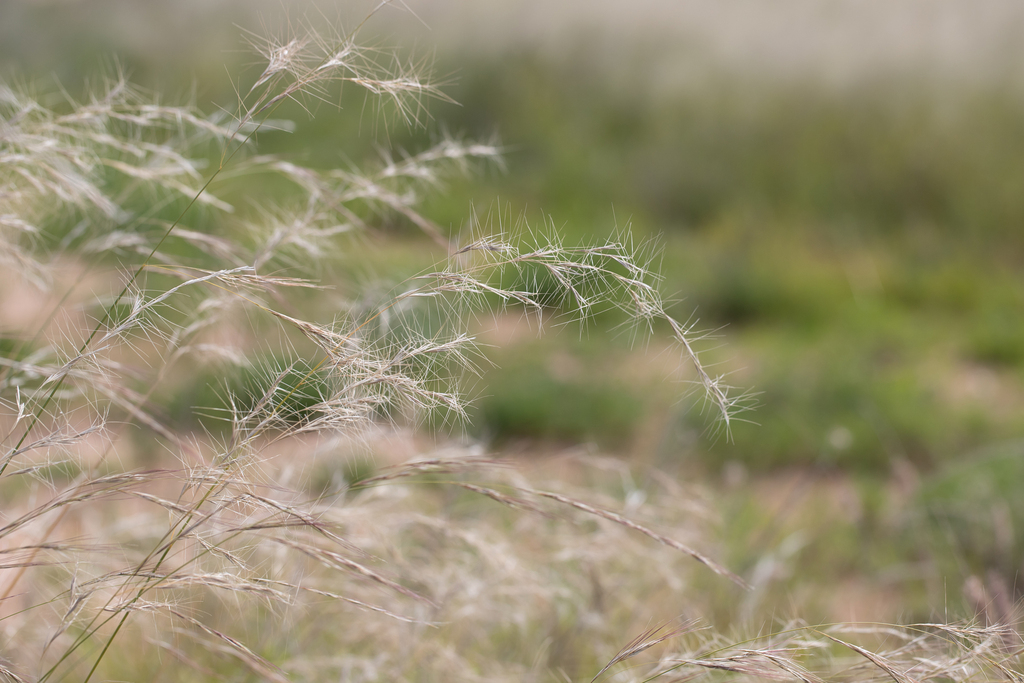 feathertop wiregrass (Plants of Central Queensland) · iNaturalist