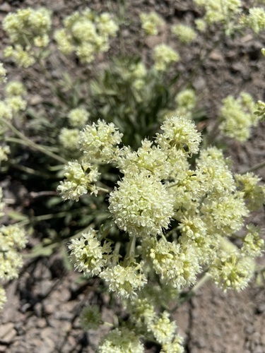 galash's Identifications · iNaturalist