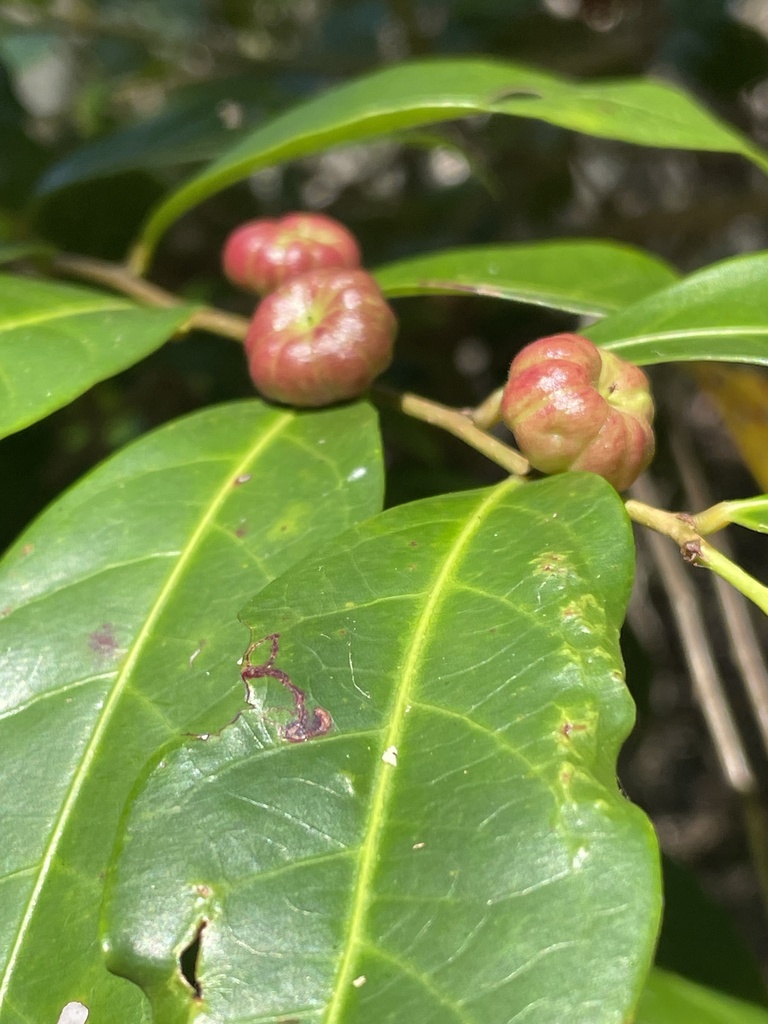 Cheese Tree from Noosa National Park, Noosa Heads, QLD, AU on August 1 ...