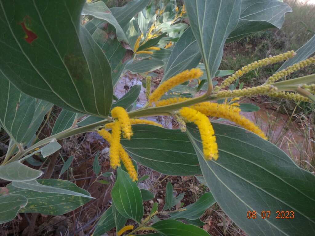 Pindan Wattle from King Leopold Ranges WA 6728, Australia on July 8 ...