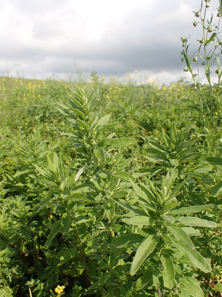 Russian-pigweed from Alarskiy rayon, Irkutsk, Russia on July 27, 2023 ...