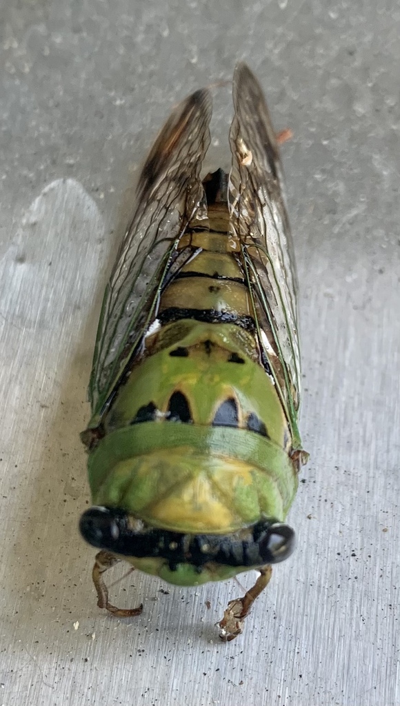 Superb Dog-day Cicada from Far North Dallas, Dallas, TX, USA on July 7 ...
