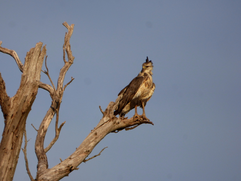 Chaco Eagle in February 2023 by Pablo H Capovilla · iNaturalist