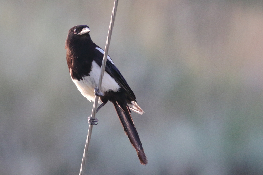Black-billed Magpie from Fort Benton, MT 59442 on July 21, 2023 at 07: ...