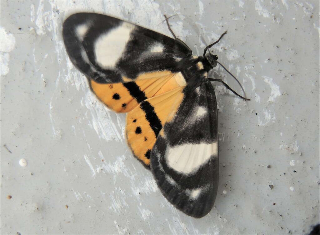 Bracca ribbei from South Fly District, Papua New Guinea on May 20, 2012 ...