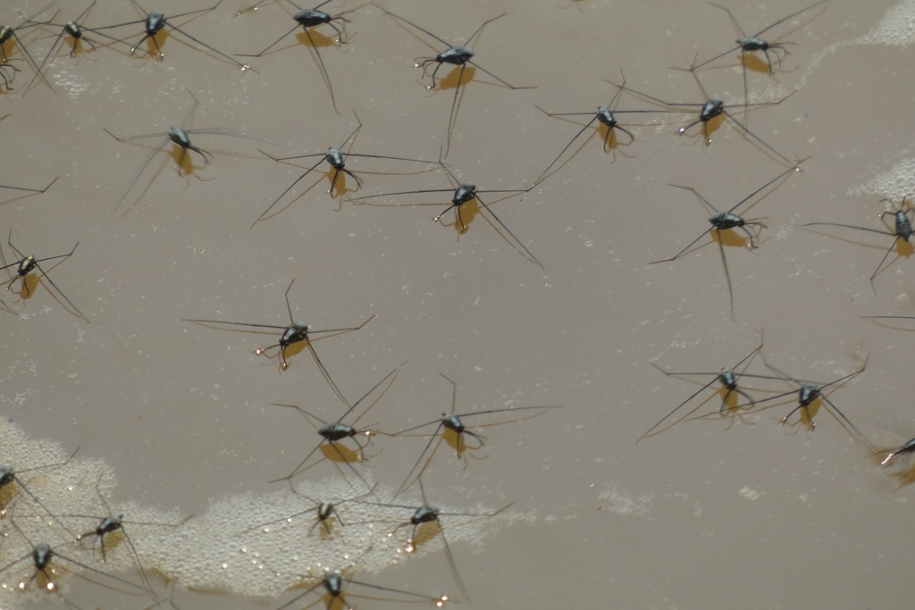 Metrobates in July 2023 by Avery Fae · iNaturalist