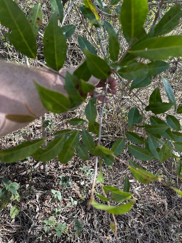 Cheese Tree in July 2023 by cwelden_ecp · iNaturalist