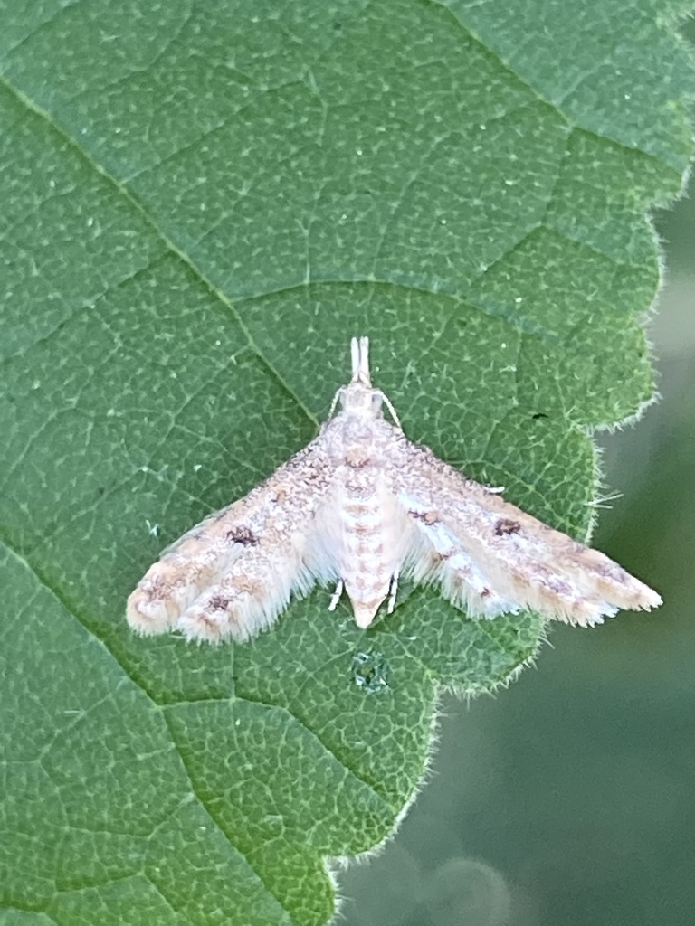 False Plume Moths from The University of Queensland, St Lucia, QLD, AU ...