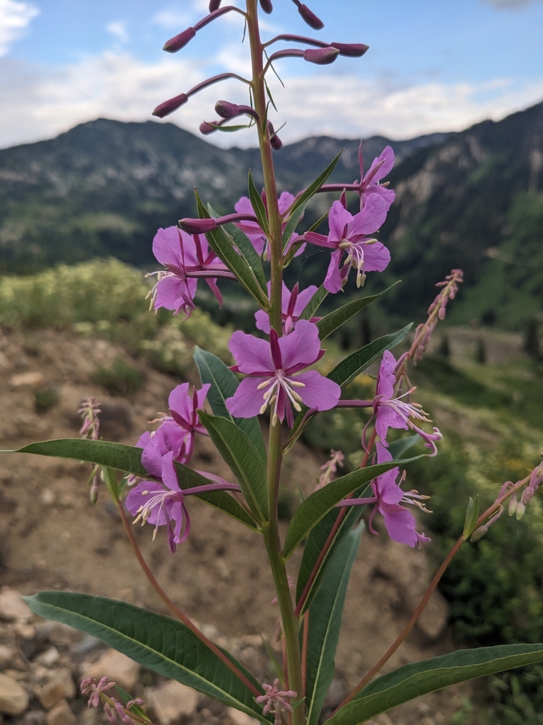 fireweed from Alta, UT 84092, USA on July 31, 2023 at 07:00 PM by Kyler ...