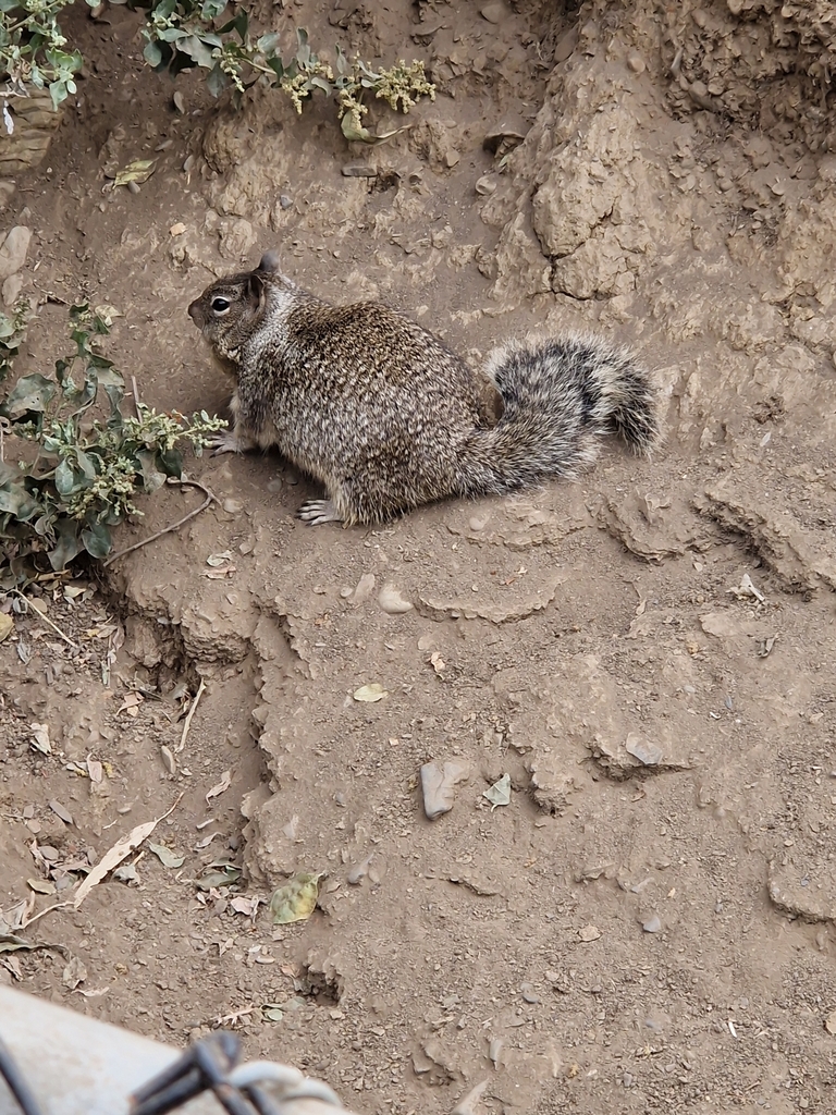 California Ground Squirrel from Wilshire Montana, Santa Monica, CA ...