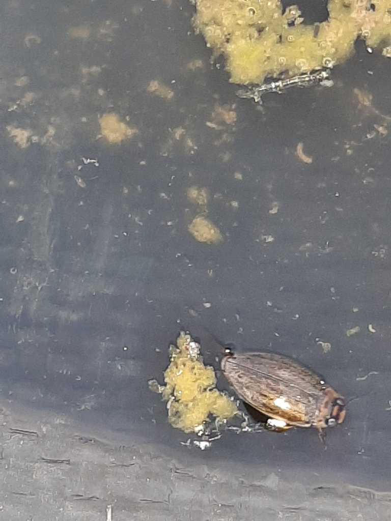 Rhantus from 25016 Ghedi BS, Italia on August 1, 2023 at 06:37 AM by ...