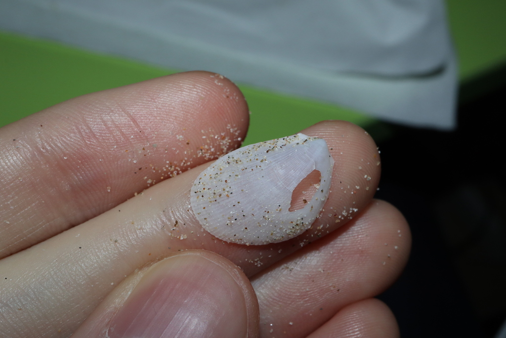 Limaria orientalis from Port Macquarie-Hastings - Pt B, New South Wales ...