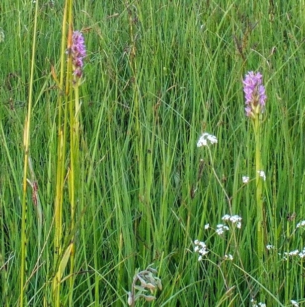 Early Marsh-orchid from Hańsk, Polska on June 12, 2014 at 09:00 PM by ...