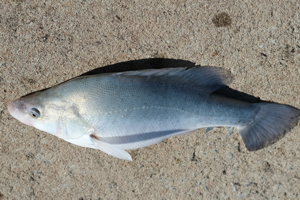 Golden Perch from Menindee NSW 2879, Australia on July 30, 2023 at 02: ...