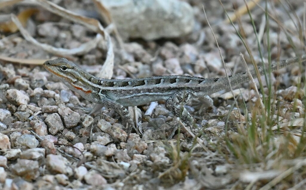 Rose-bellied Lizard from South Side, Corpus Christi, TX, USA on July 31 ...