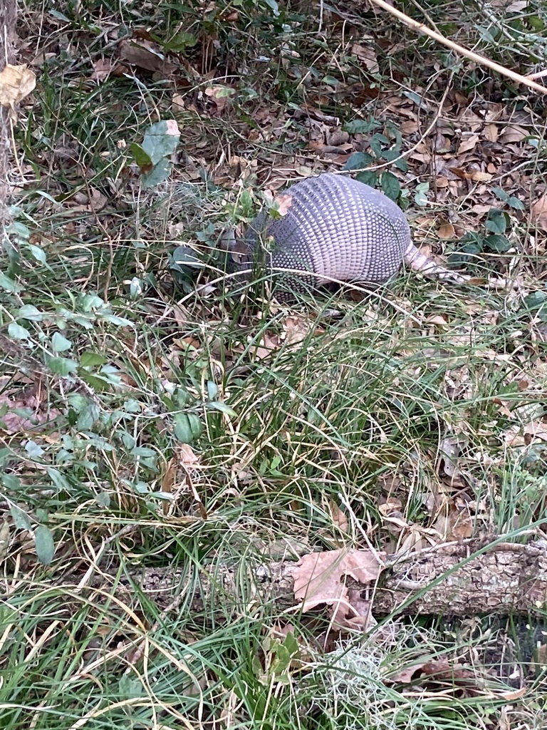 Nine-banded Armadillo from Fort Bend County, TX, USA on March 13, 2022 ...