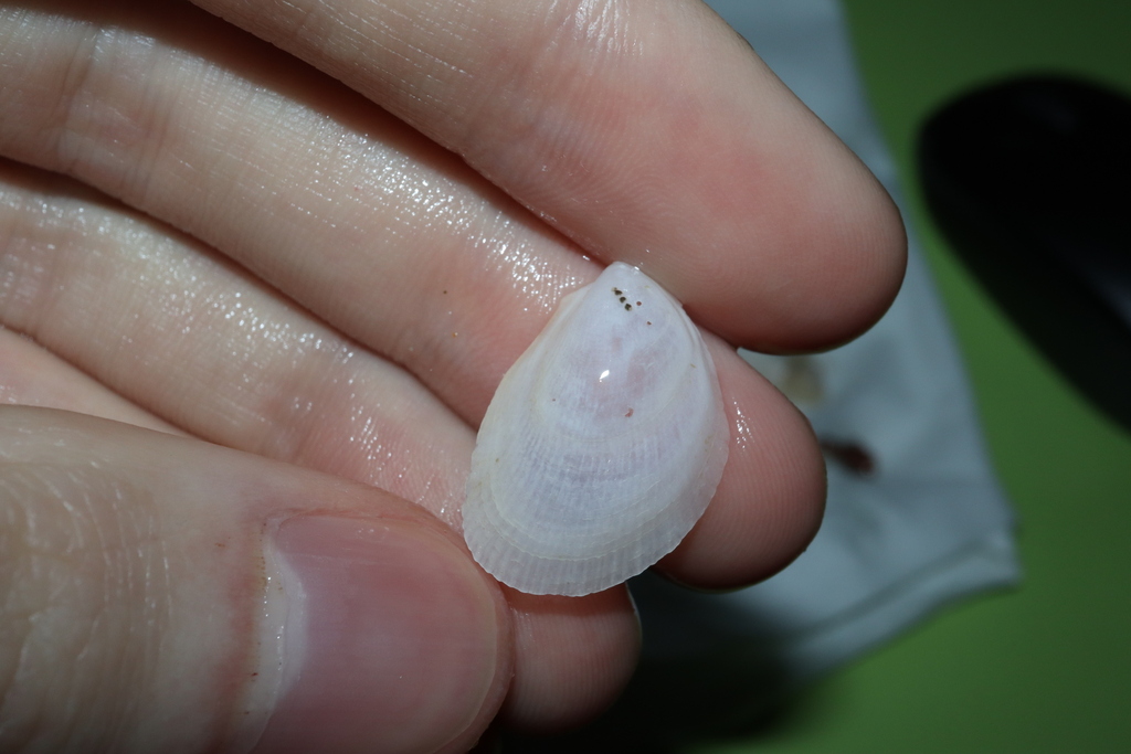 Limaria orientalis from Port Macquarie-Hastings - Pt B, AU-NS, AU on ...