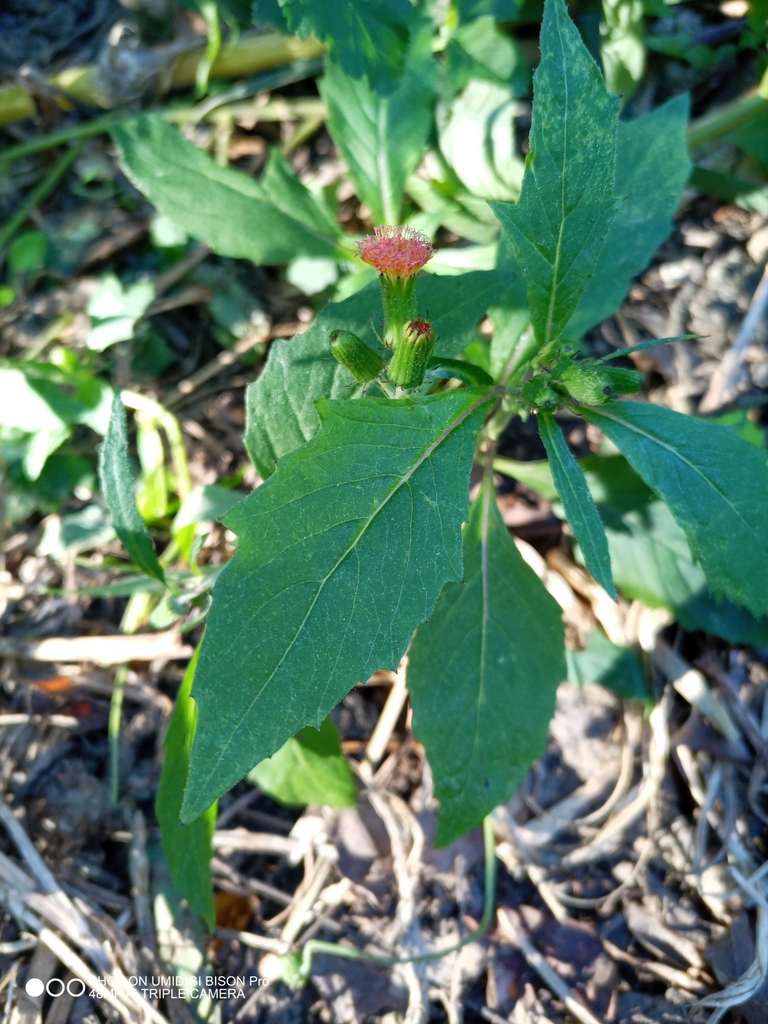 redflower ragleaf from East Deep Creek QLD 4570, Australia on August 1 ...