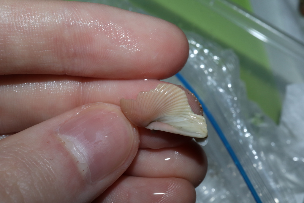Many-spined Heart Cockle from Port Macquarie-Hastings - Pt B, AU-NS, AU ...