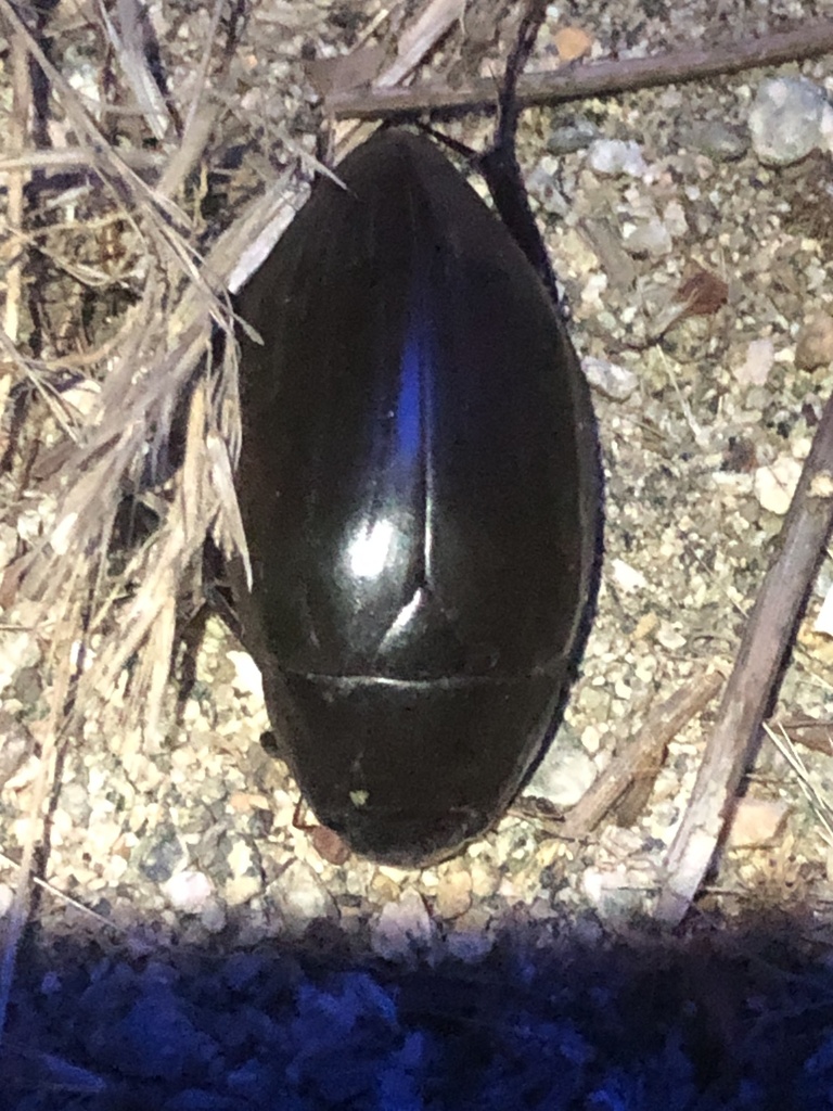 Hydrophilus from West Macedonia, Epirus and Western Macedonia, GR on ...