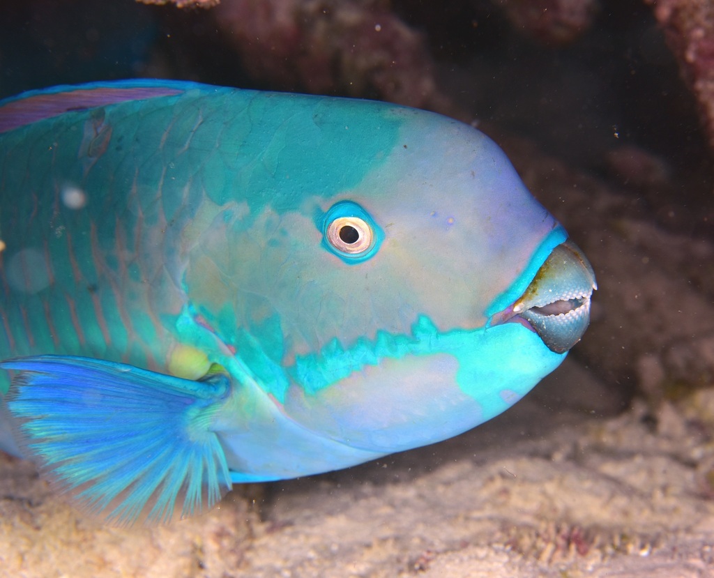 Parrotfishes from Great Detached Reef, QLD, Australia on December 5 ...