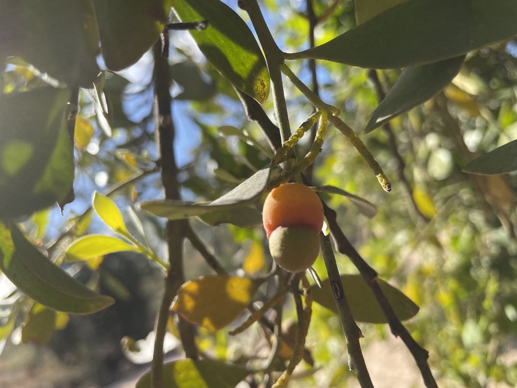 Broad Leaved Native Cherry from Paluma QLD 4816, Australia on July 27 ...