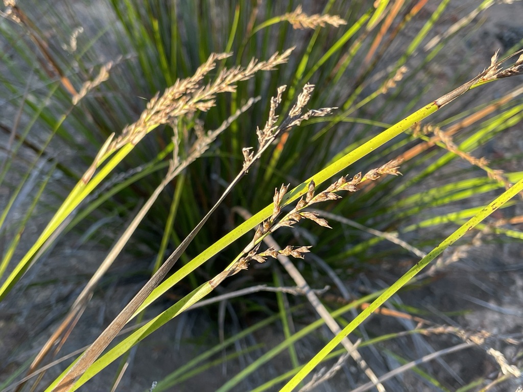 variable sword-sedge from Paluma QLD 4816, Australia on July 30, 2021 ...