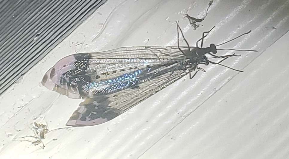 Pleasing Picture-winged Antlion from Fayetteville, AR, USA on August 1 ...