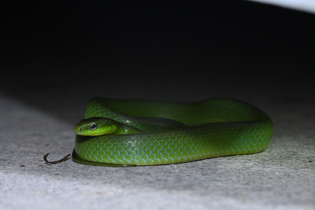 Chinese Green Snake from 中国贵州省黔东南苗族侗族自治州黎平县 on July 20, 2023 at 11:15 ...