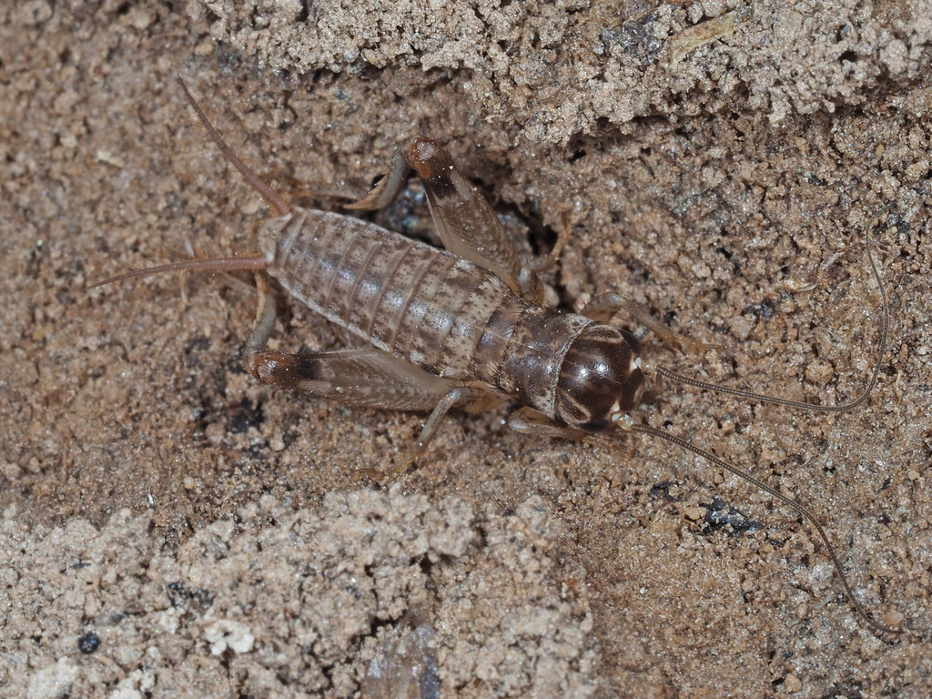 Mute Cricket from Robinson-Pass, Eden, Western Cape, South Africa on ...