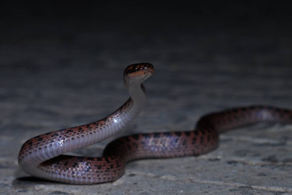 Red-banded Snake from 中国贵州省黔东南苗族侗族自治州黎平县 on July 22, 2023 at 11:09 PM ...