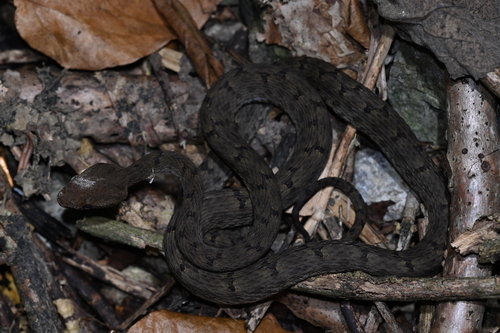Protobothrops maolanensis · iNaturalist Mexico