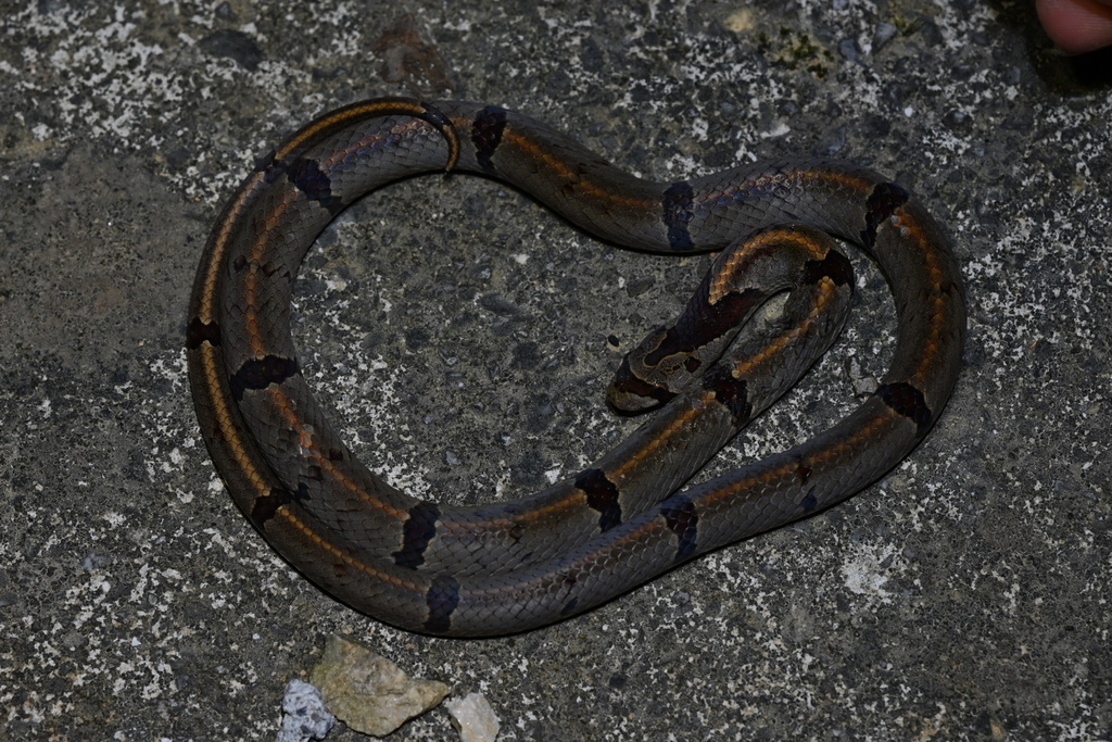 Chinese Kukri Snake from 中国贵州省黔南布依族苗族自治州荔波县 on July 28, 2023 at 11:46 ...