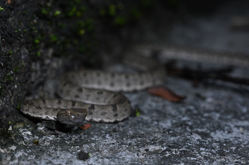 Mao-lan pitviper (Protobothrops maolanensis) - Snakes and Lizards
