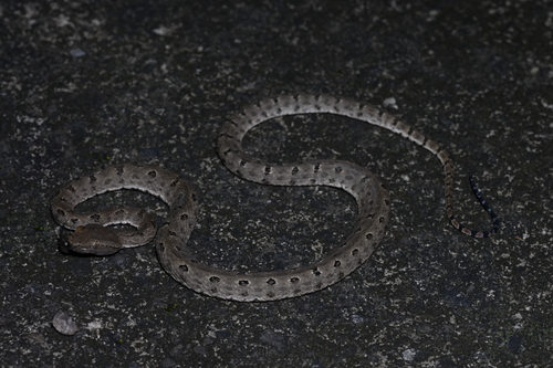 Mao-lan pitviper (Protobothrops maolanensis) - Snakes and Lizards