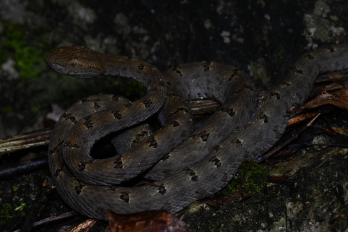 Mao-lan pitviper (Protobothrops maolanensis) - Snakes and Lizards