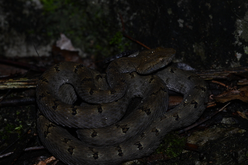 Mao-lan pitviper (Protobothrops maolanensis) - Snakes and Lizards