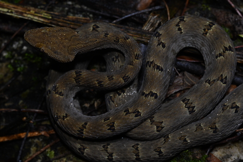 Mao-lan pitviper (Protobothrops maolanensis) - Snakes and Lizards