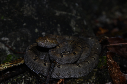 Mao-lan pitviper (Protobothrops maolanensis) - Snakes and Lizards