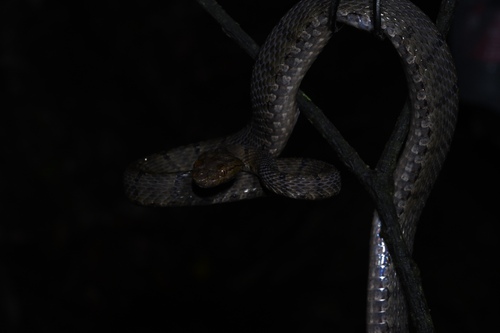 Mao-lan pitviper (Protobothrops maolanensis) - Snakes and Lizards
