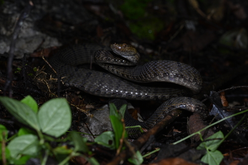Mao-lan pitviper (Protobothrops maolanensis) - Snakes and Lizards